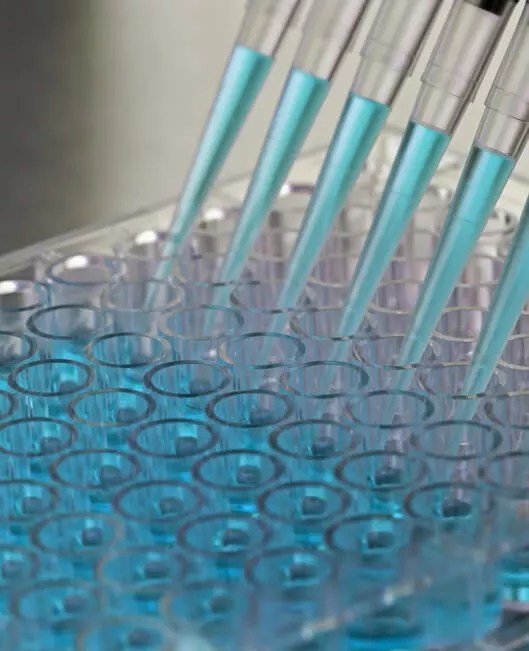 Cell Proliferation, Cell Viability Assay, Cell Based Assays | NorthEast ...