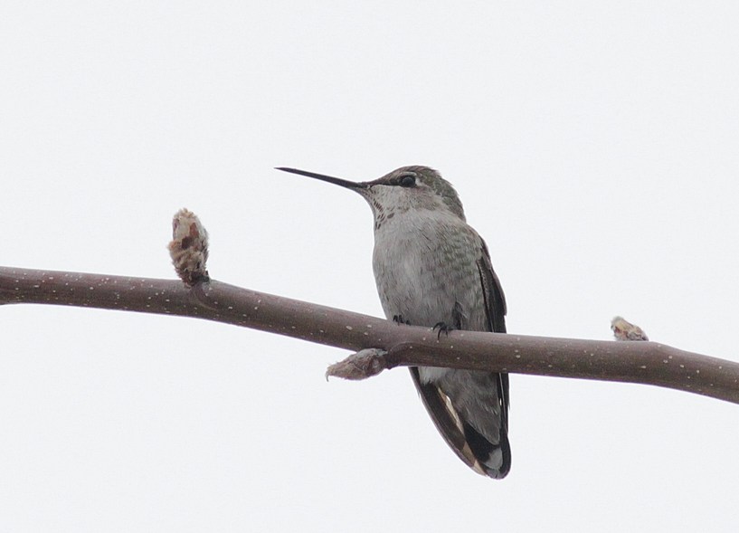 Cold Weather Birding 1-15-11 by Alex Lamoreaux | Nemesis Bird