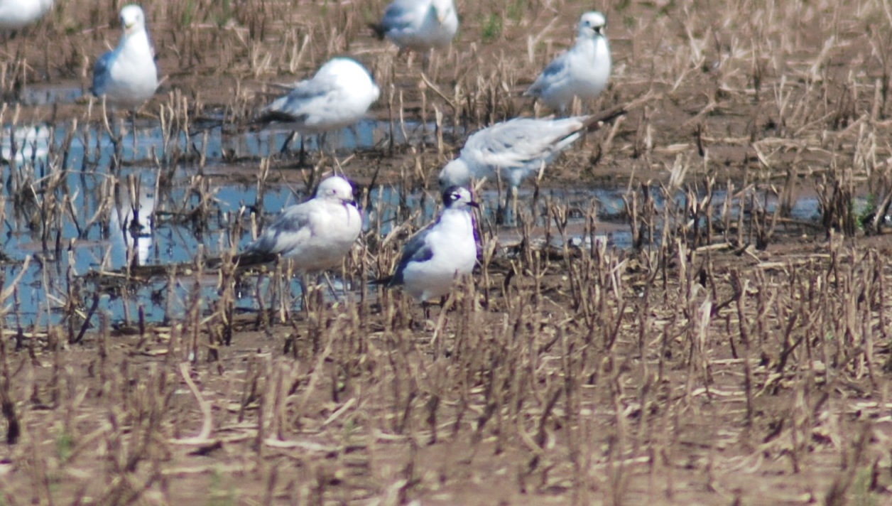 Clinton Co: Laughing or Franklin's Gull? by Drew Weber | Nemesis Bird