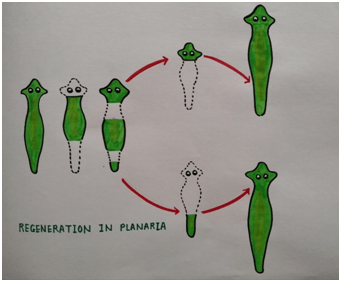 NCERT Exemplar Solution Class 10 Science Chapter 8 How do Organisms ...