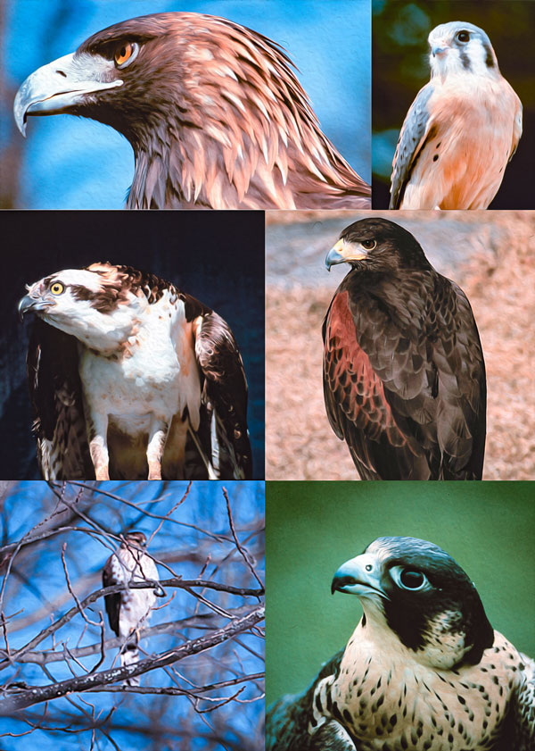 Belajar Birdwatching, dan Sekilas Tentang RAPTOR.. | Go all the way, or ...