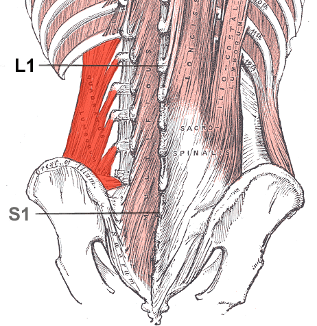 Anatomy Spotlight: Quadratus Lumborum - NMT Studio