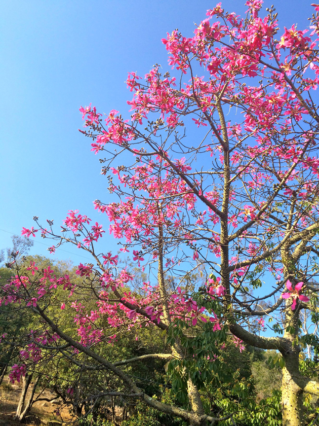 Kapok Tree in Bloom | Photo of the Day | Noozhawk
