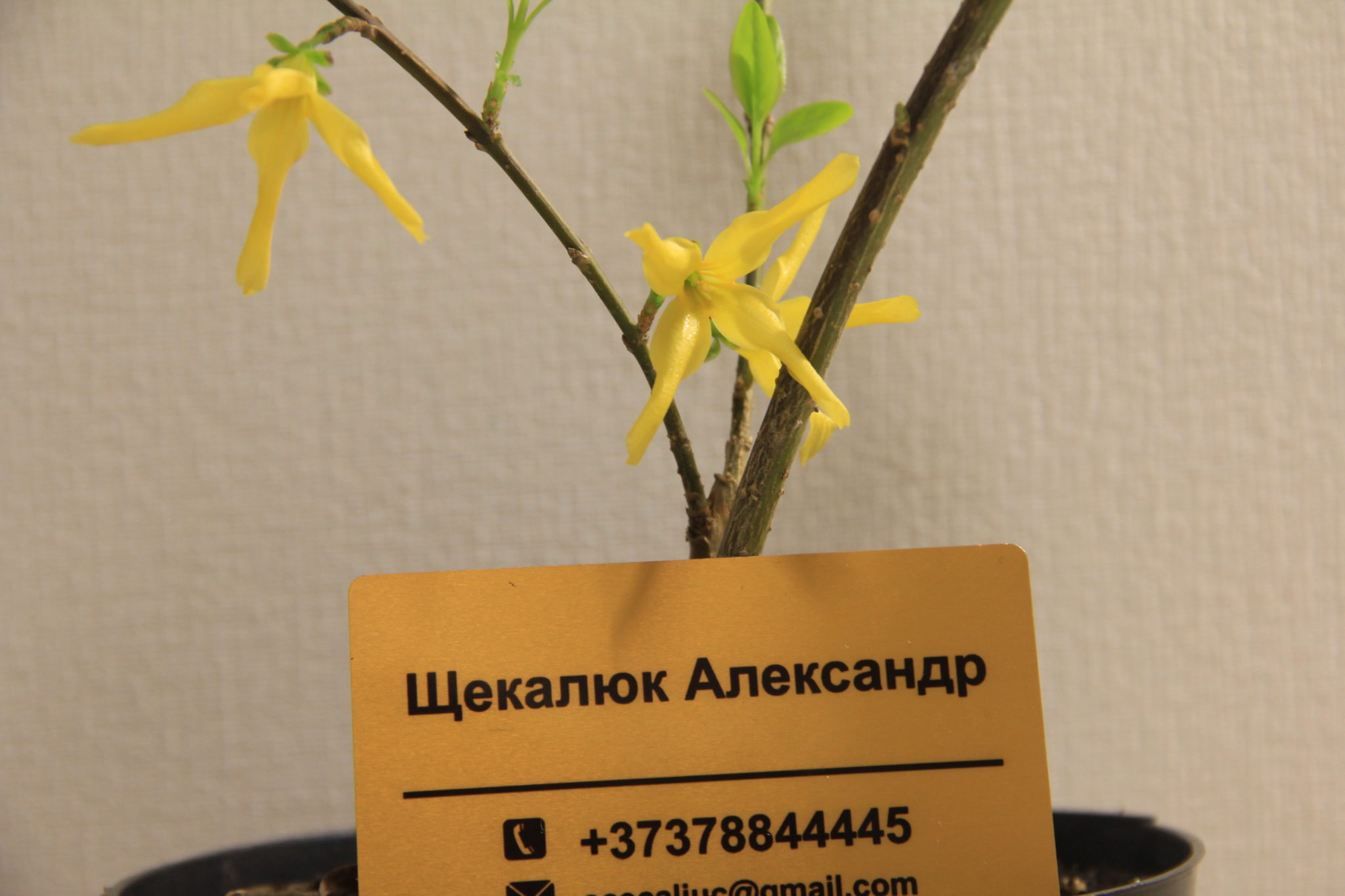 ФОРЗИЦИЯ (FORSITHIA) — НКО "NORD-NUC"