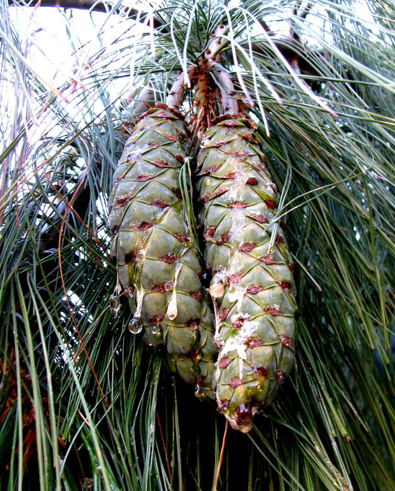 Сосна гималайская (Pinus wallichiana) – НКО "NORD-NUC"