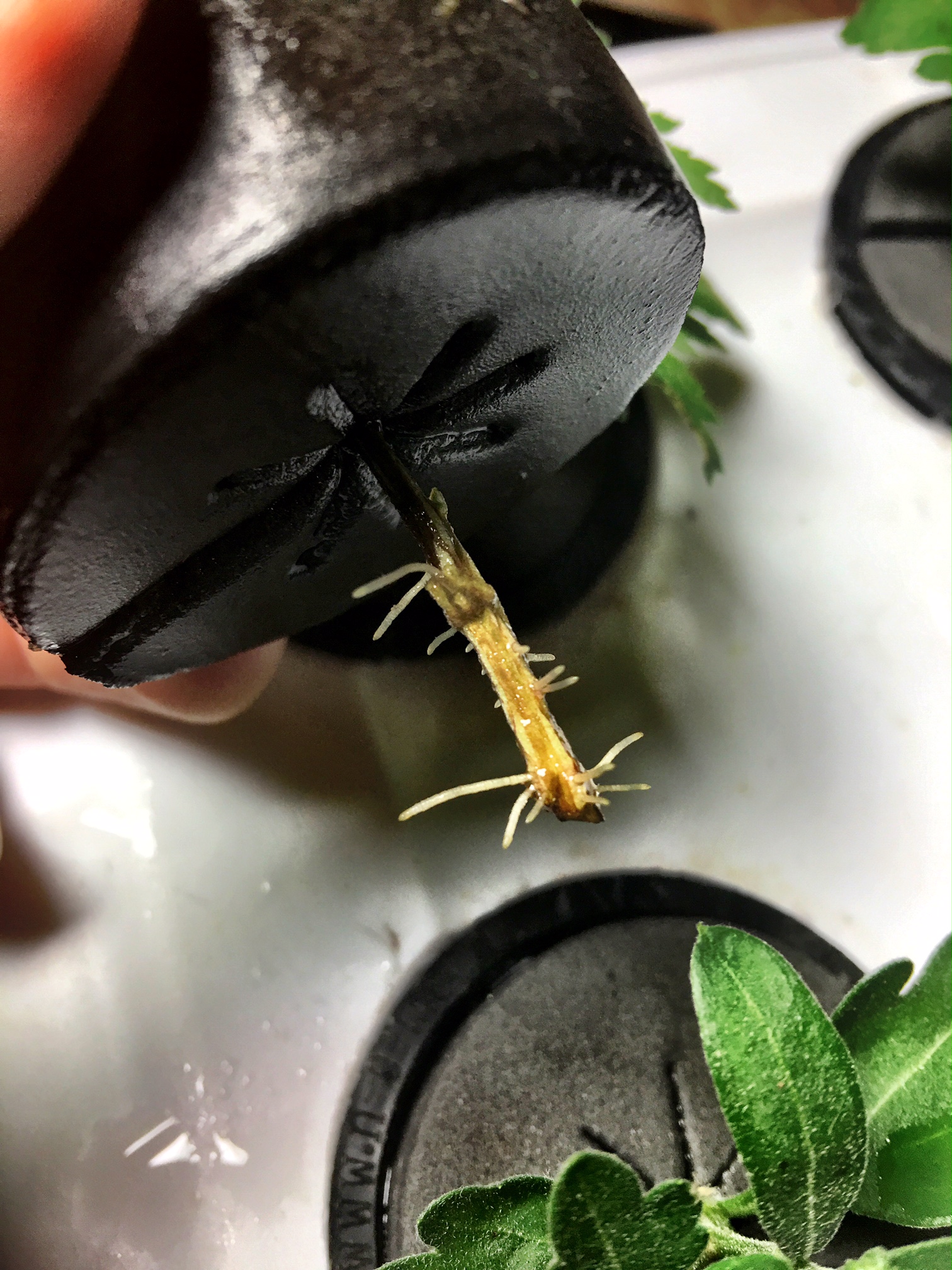 How To Clone A Plant Using Hydroponics - NoSoilSolutions