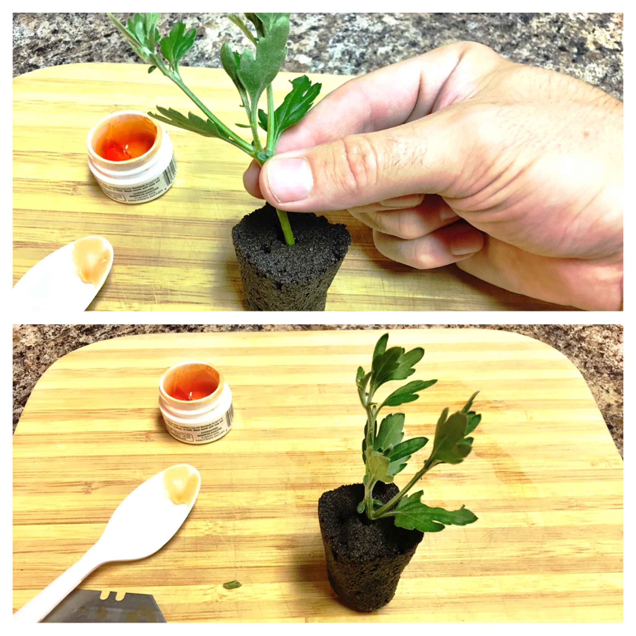 How To Use Rapid Rooter Plugs To A Clone Plant - NoSoilSolutions