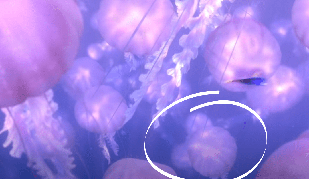 Finding Nemo Easter Eggs - Offstage WDW