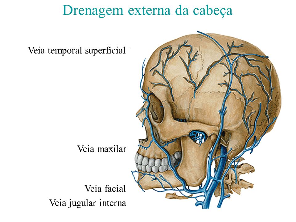 Veias E Arterias Do Pescoço - FDPLEARN