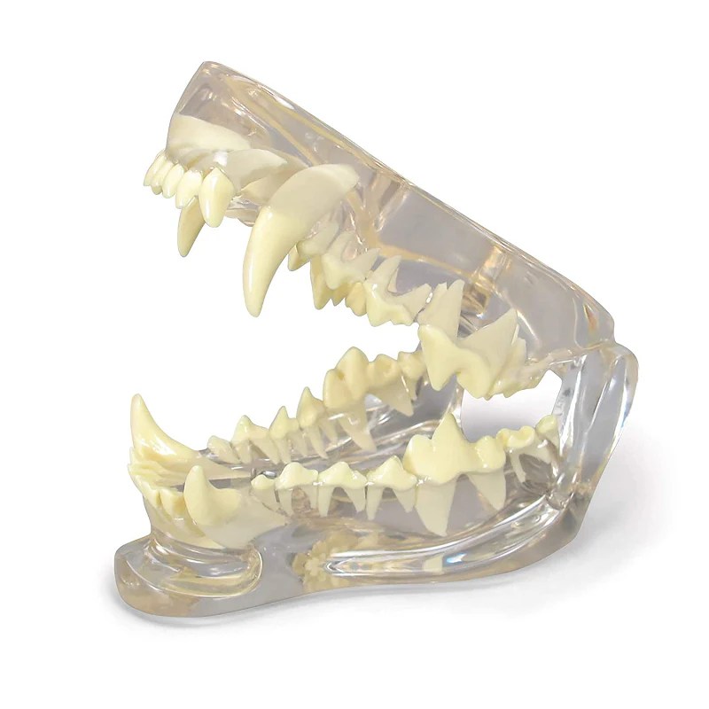 Canine Jaw With Pathologies Model B Petmedtools
