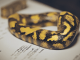 Python And Django Developing Web Applications Pl Courses