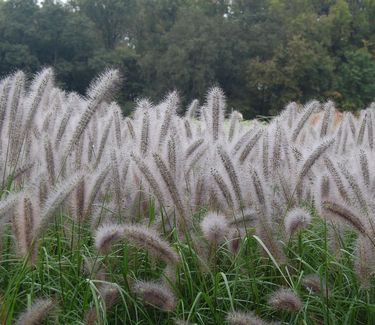 Pennisetum Alopecuroides Plant - Pennisetum Alopecuroides Hameln ...