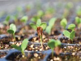 Germination Of Seeds
