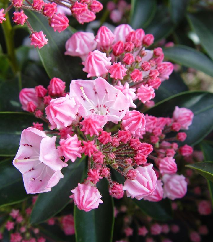 Kalmia Plant / Kalmia Latifolia Firecracker Firecracker Mountain Laurel ...
