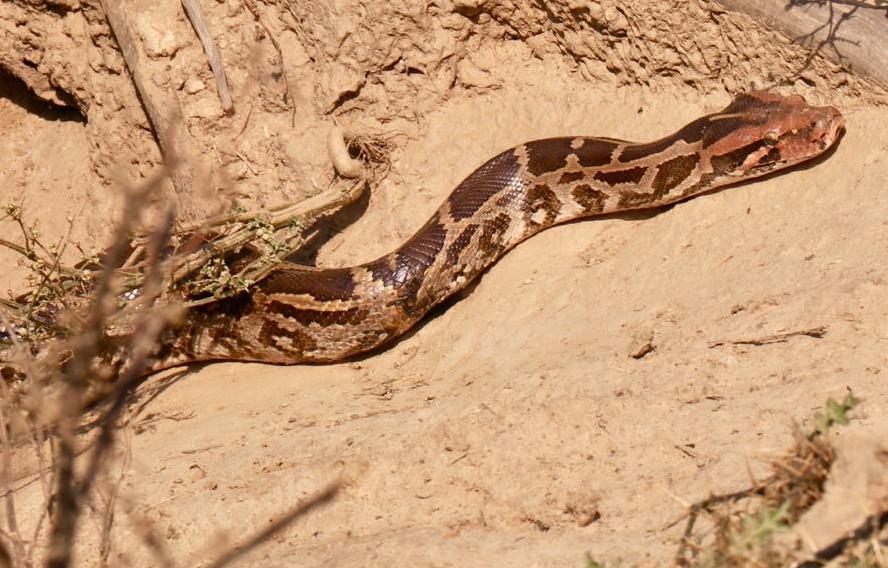 10 Top Defence Mechanism In Nature | Pugdundee Safari