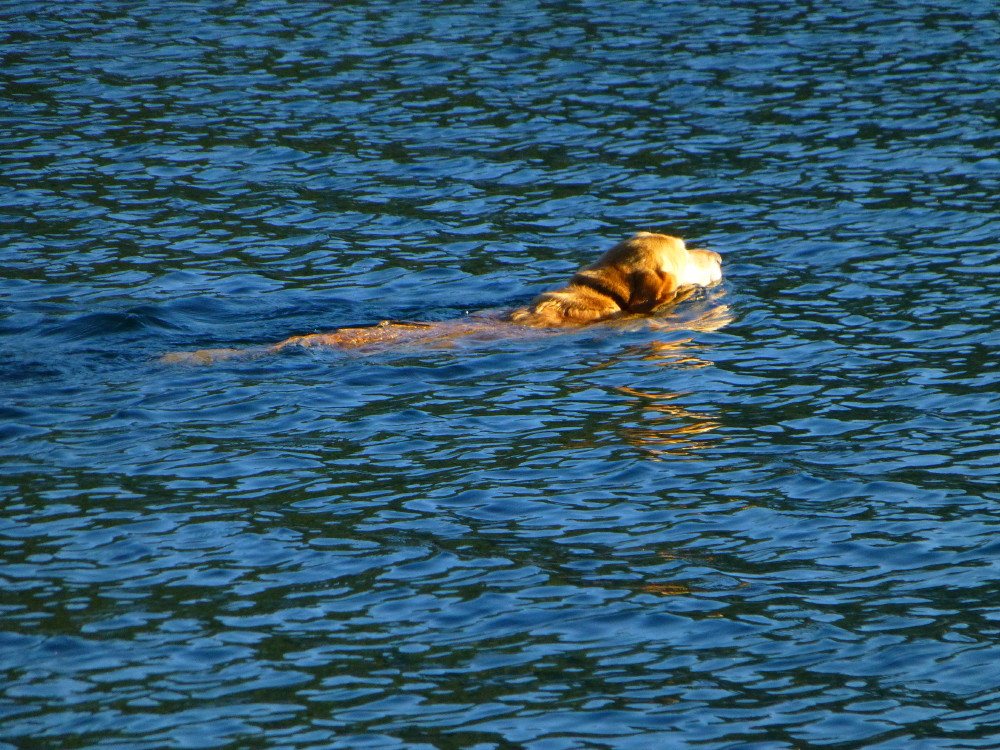 Fishing French Meadows Reservoir – PureSynchronicity