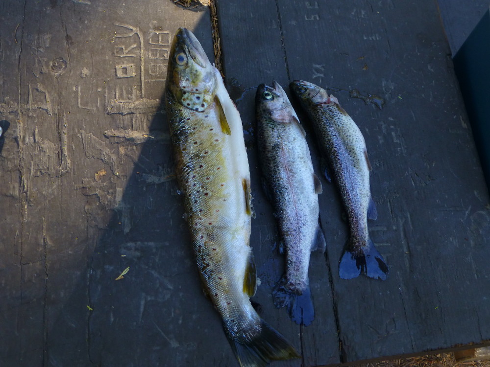 Fishing French Meadows Reservoir – PureSynchronicity