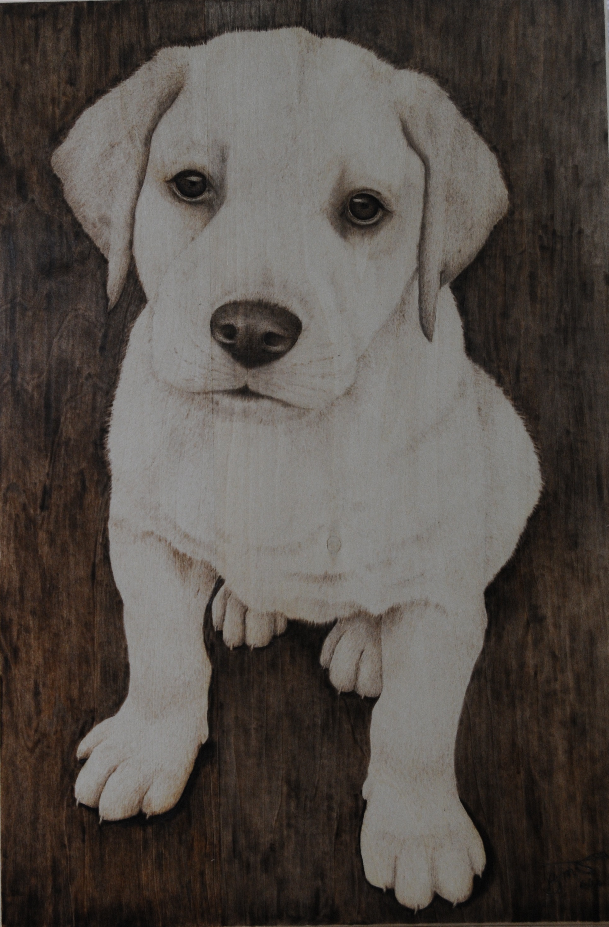 Yellow Lab Puppy Pyrography Tutorial wood burning – Pyrography Made Easy