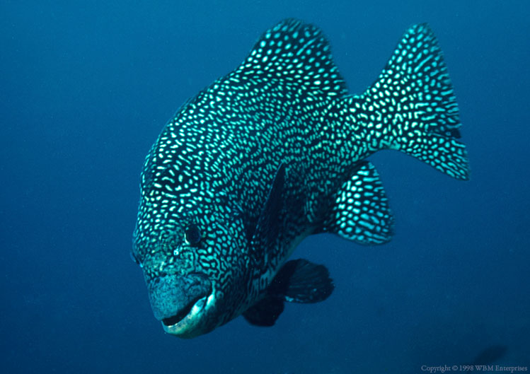 Islas Galápagos Underwater Gallery | Rambling Cameras