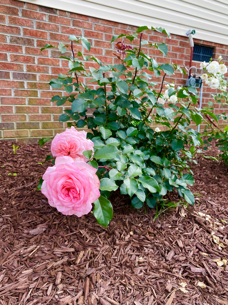 How to Keep Fresh Cut Roses Indoors