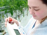 Horticulture Glasshouses Chest Tomatoes Reaseheath College
