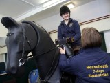 Equine Short Courses Reaseheath College