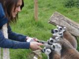 Lemurs Animal Encounters Reaseheath College