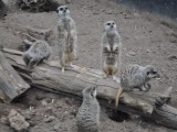 Zoo Meerkats Reaseheath College