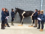 Equine Archives Reaseheath College