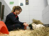 Animal Management Courses For Adult Learners Reaseheath College
