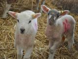 Reaseheath Lambing Weekends Herald Spring Reaseheath College
