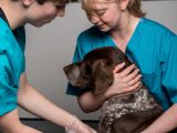 Veterinary Nursing Reaseheath College