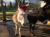 Reaseheath S Zoo Offers Christmas With A Difference Reaseheath College