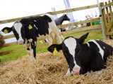 Cheshire Show 2019 23 Reaseheath College