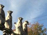 Lemurs Sat On A Frame Reaseheath College