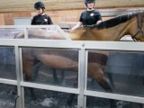 Unique Equine Hydrotherapy Course From Reaseheath College And Rookery