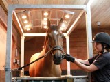Level 3 Equine Hydrotherapy Assistants Diploma Rookery Reaseheath