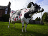 Reaseheath Remembers 2021 Agric Decorated Cow Reaseheath College