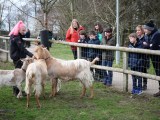 Visitors Meet Goats At Reaseheath Mini Zoo Reaseheath College