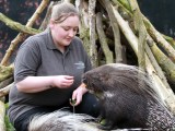 What It S Like To Study Animal Management At Reaseheath By Niamh Hearty