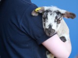 Lambing Reaseheath College
