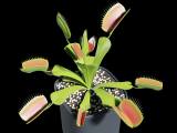 Venus Flytrap 3d Model By Blenduffo