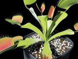 Venus Flytrap 3d Model By Blenduffo