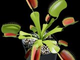 Venus Flytrap 3d Model By Blenduffo