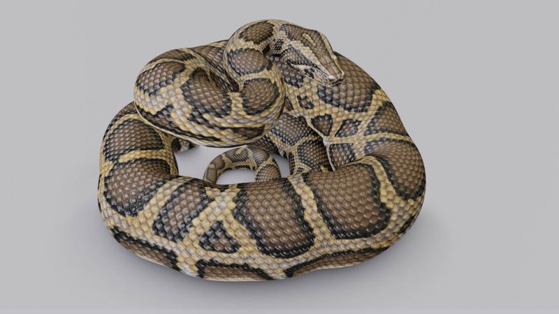Animated Burmese Python 3d Model By Dibia Digital - Download Premium Vintage Picture | 4K