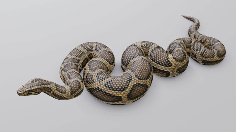 Animated Burmese Python 3d Model By Dibia Digital - Best Space Photos in Retina
