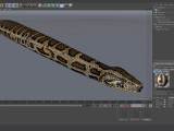 Animated Burmese Python 3d Model By Dibia Digital