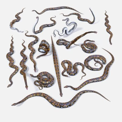 Python Snake 3d Model By Sathak - Retina Nature Backgrounds for Desktop