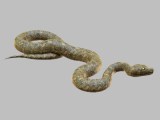 Python Snake 3d Model By Omer Kamal