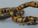 Python Snake 3d Model By Sathak
